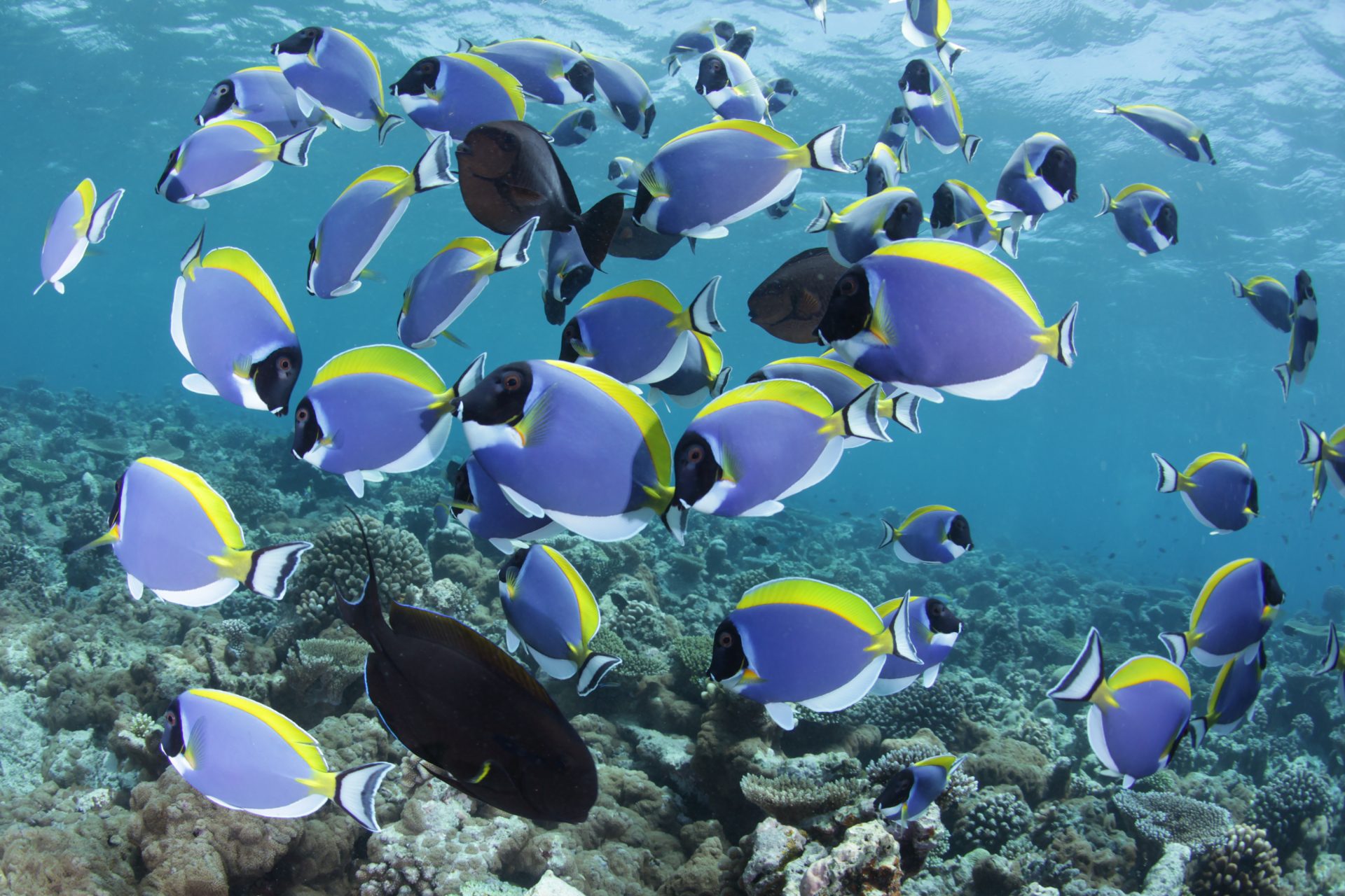 TERMS OF USE | Ocean Group