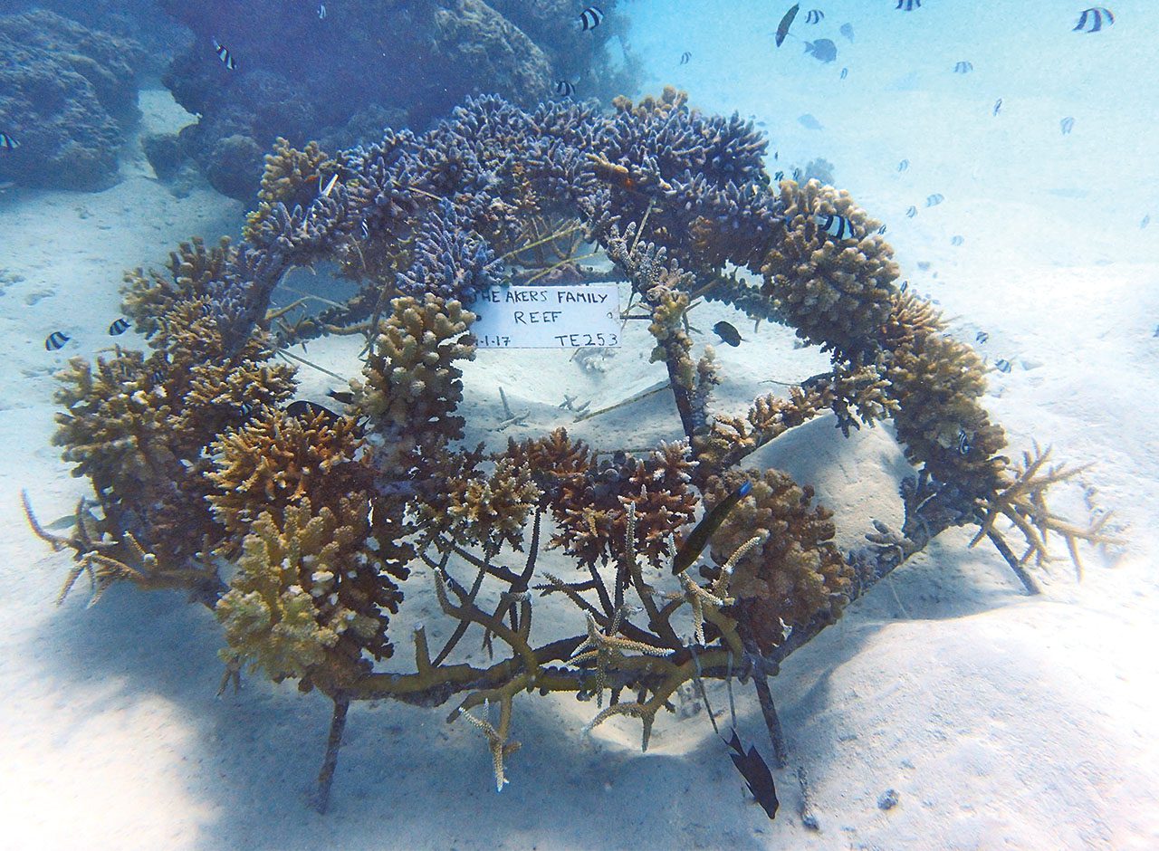 Ocean Conservation at Dusit Thani Maldives | Ocean Conservation at ...