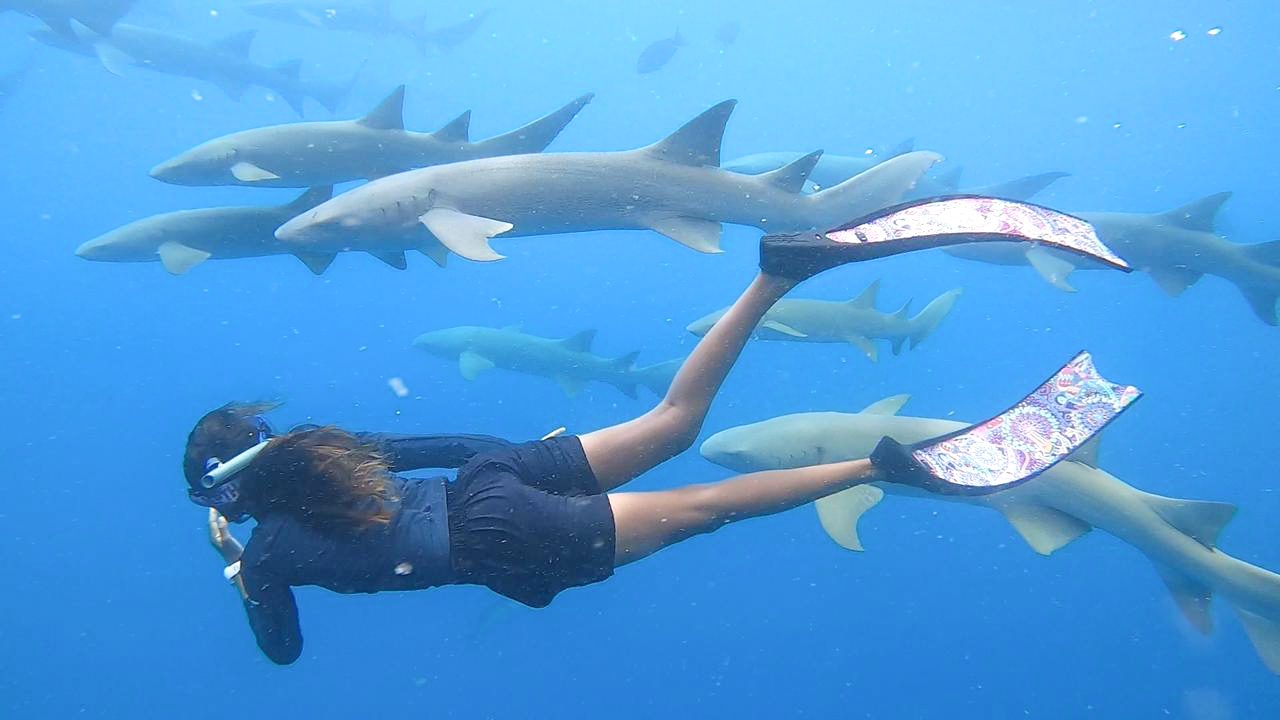 NURSE SHARK SNORKELING | Ocean Group